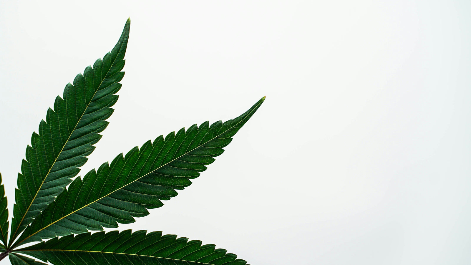 Comment débuter avec le CBD ? - Mon Petit Herbier Comment débuter avec le CBD ? - Mon Petit Herbier